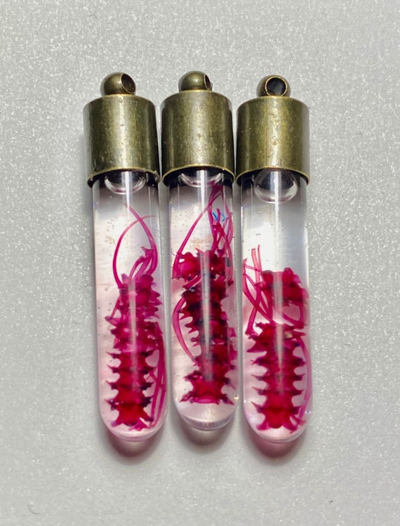 Real Diaphonized Snake Bones Visible Skeleton Pink Specimen - Etsy