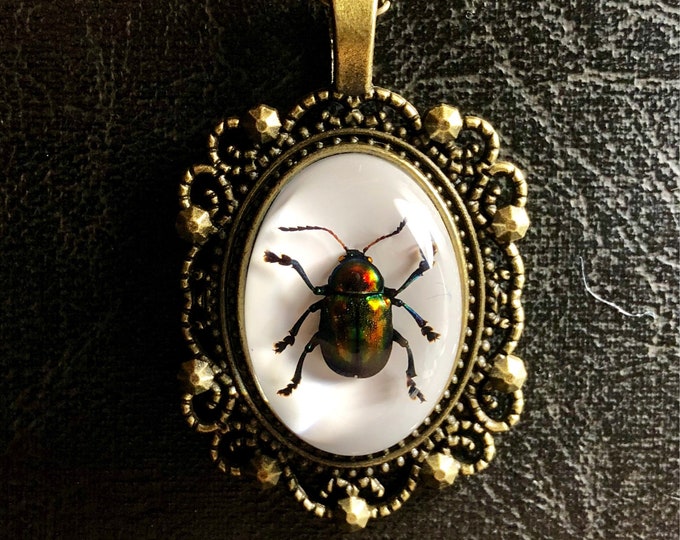 Real Entomology Leaf Beetle Rainbow Insect Preserved Specimen in Resin ...