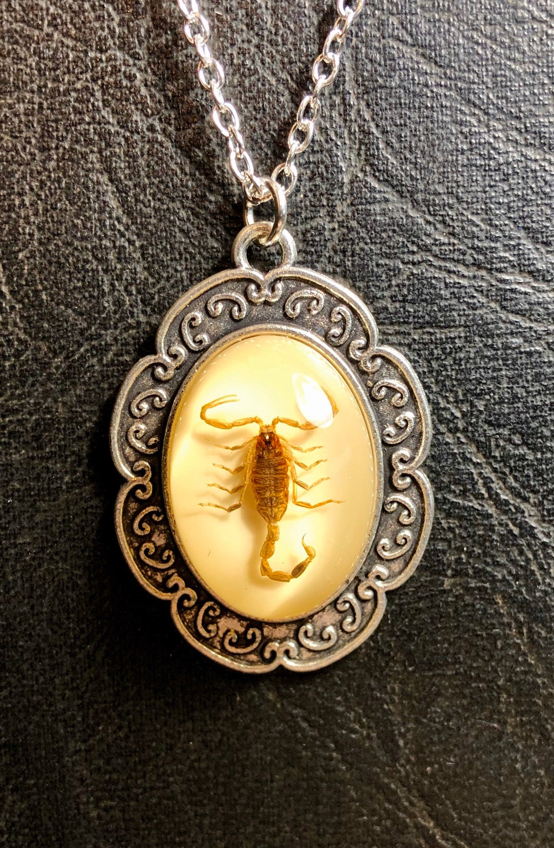 Real Golden Bark Scorpion Specimen in Resin Floating Entomology Insect ...