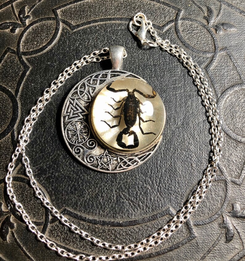 Viking Moon Black Scorpion Entomology Dead Insect Bug Specimen - Etsy