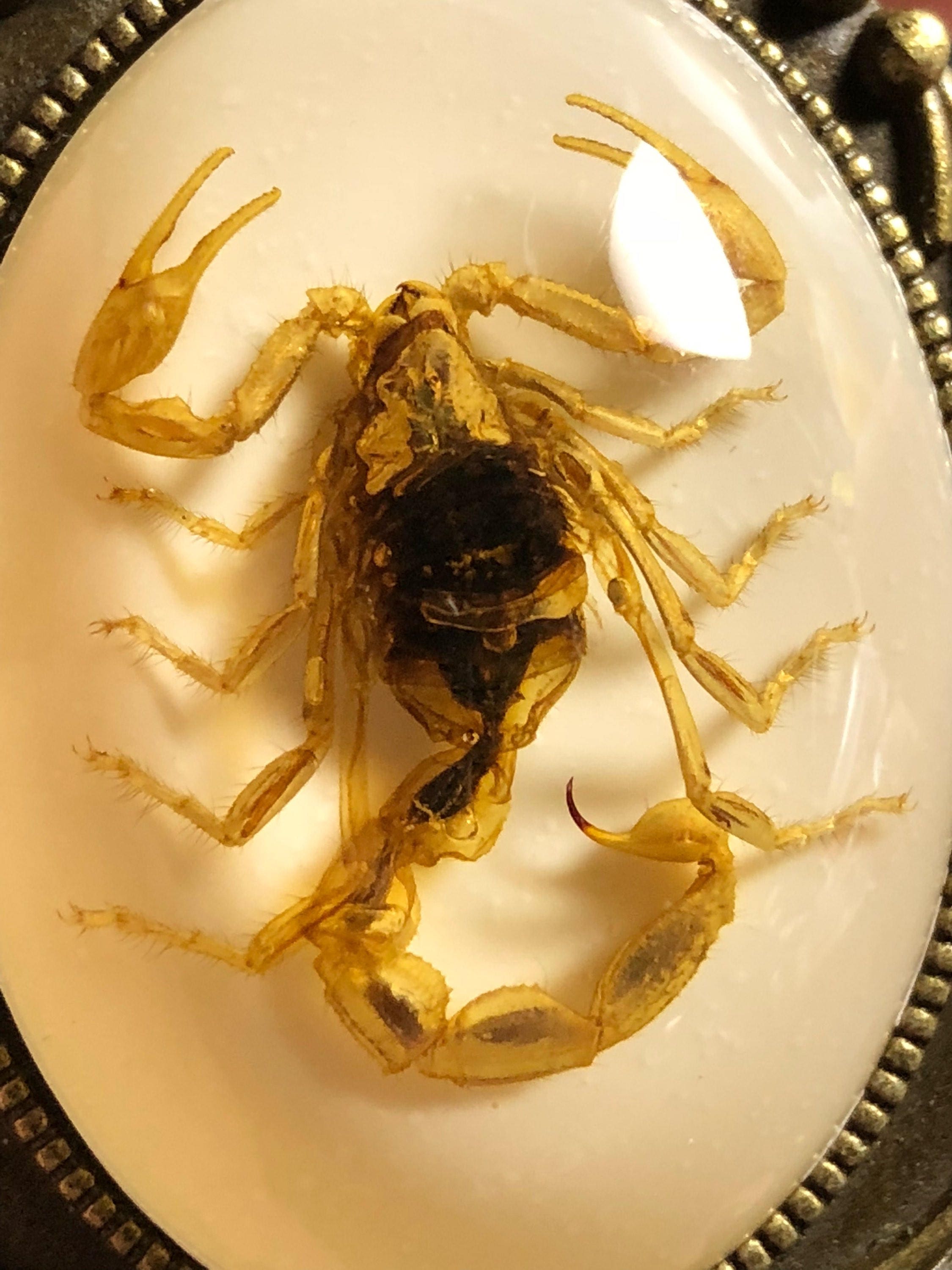 Huge Real Golden Yellow Scorpion Specimen in White Resin Cameo | Etsy