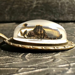 Real Black Scorpion Specimen on White Resin Cameo Bronze Bezel ...