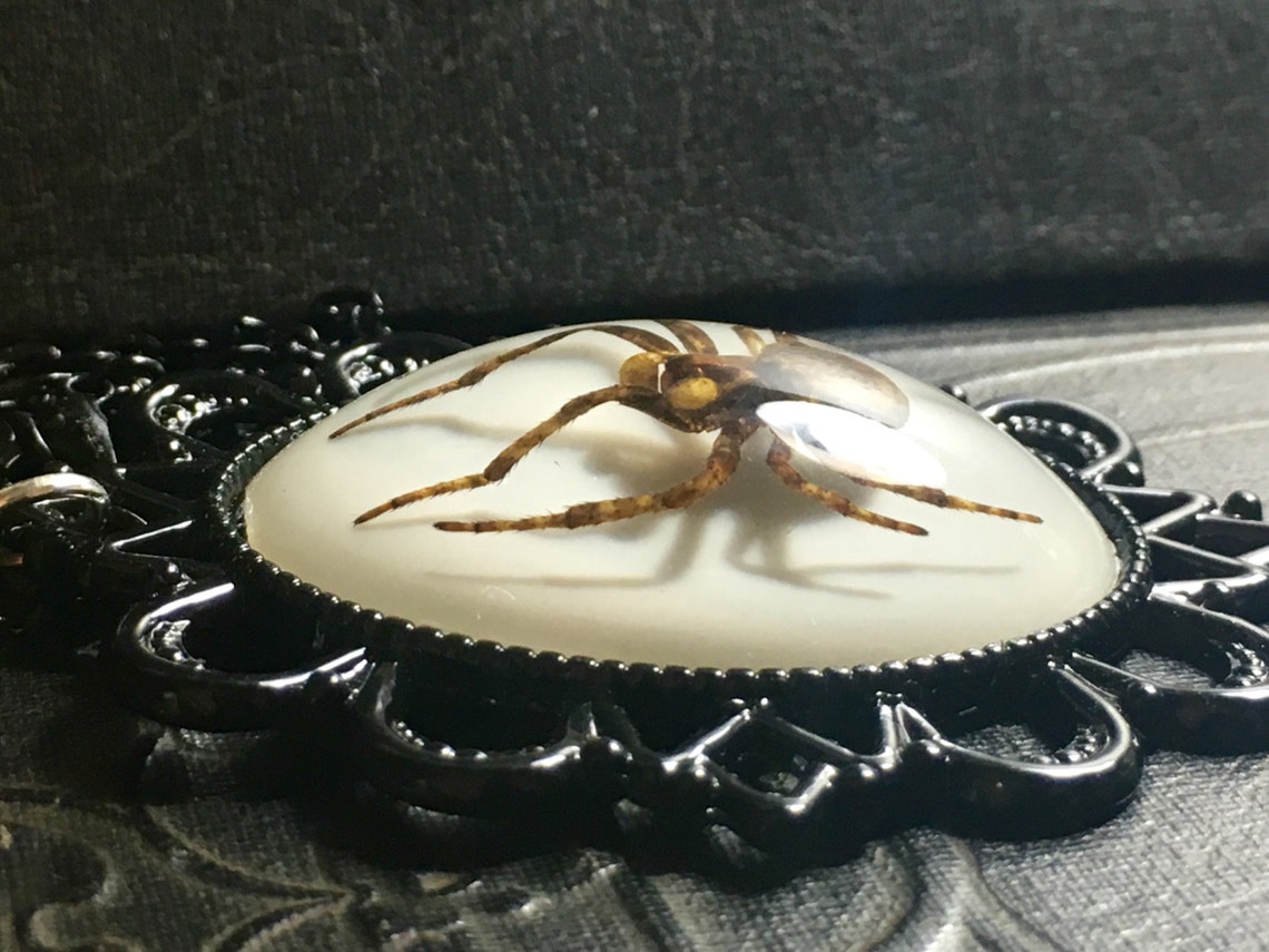 Black Framed Real Ghost Spider Specimen Insect in Resin Cameo | Etsy