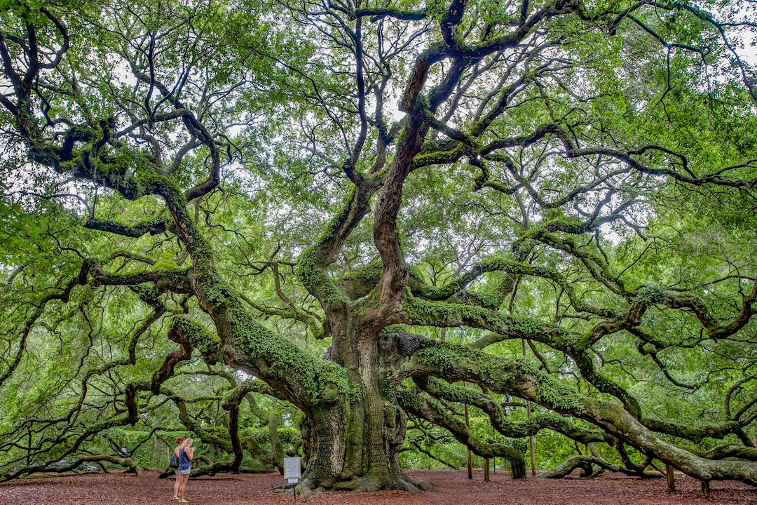 Angel Oak Tree, Charleston South Carolina Photograph, Charleston Wall ...