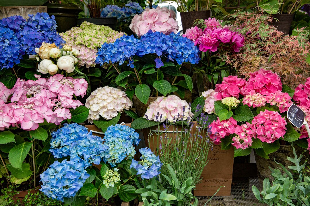 Paris Photography, Hydrangeas, Paris Flower Market, Romantic Paris ...