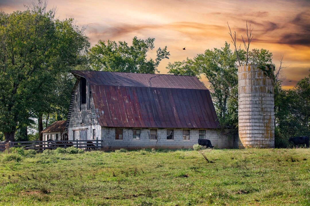 Rural America Photo, Cattle Farm, Farm Decor, Wall Art, Old Barn, Rural ...