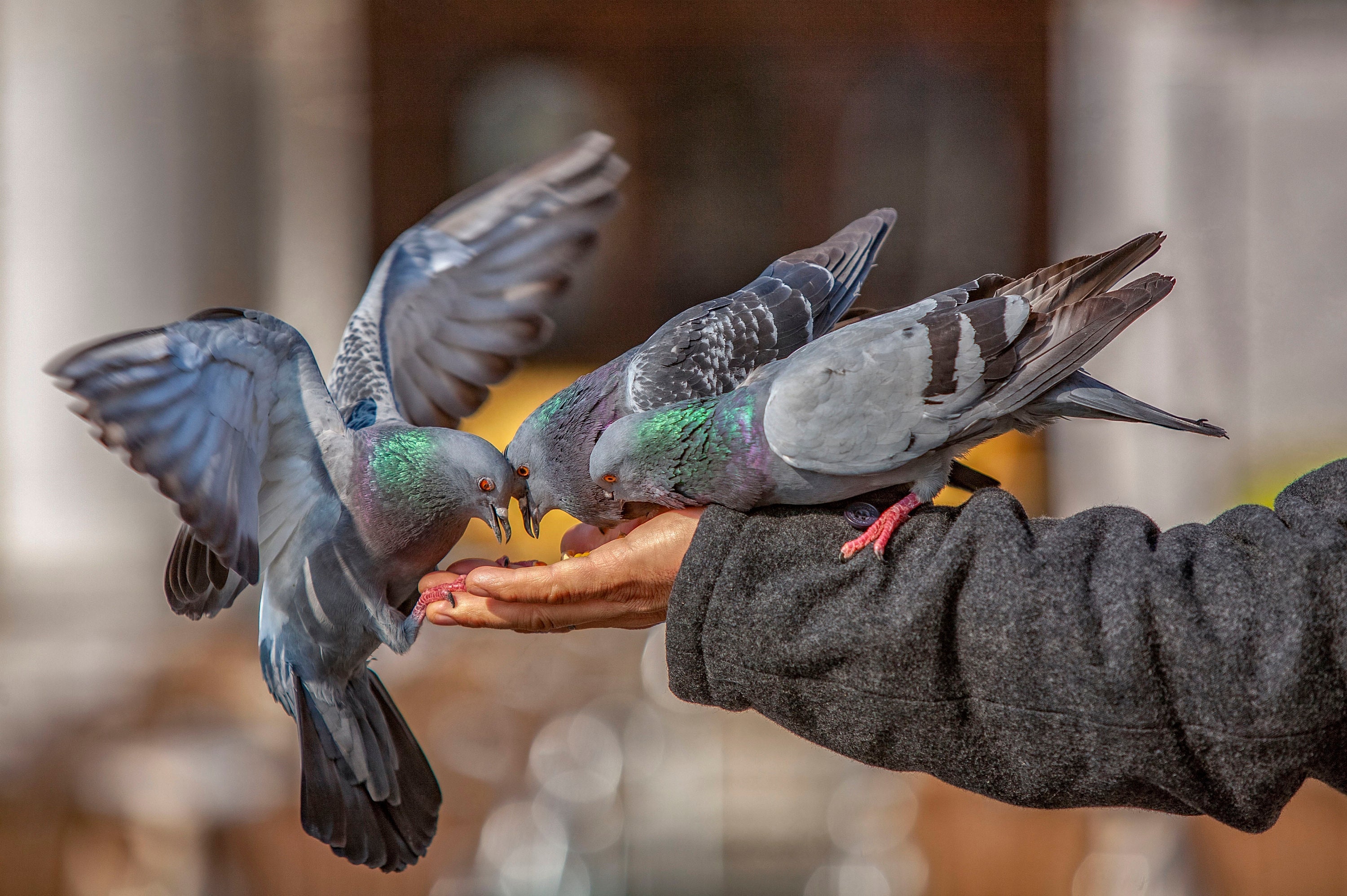 Wild Pigeons Print - Etsy