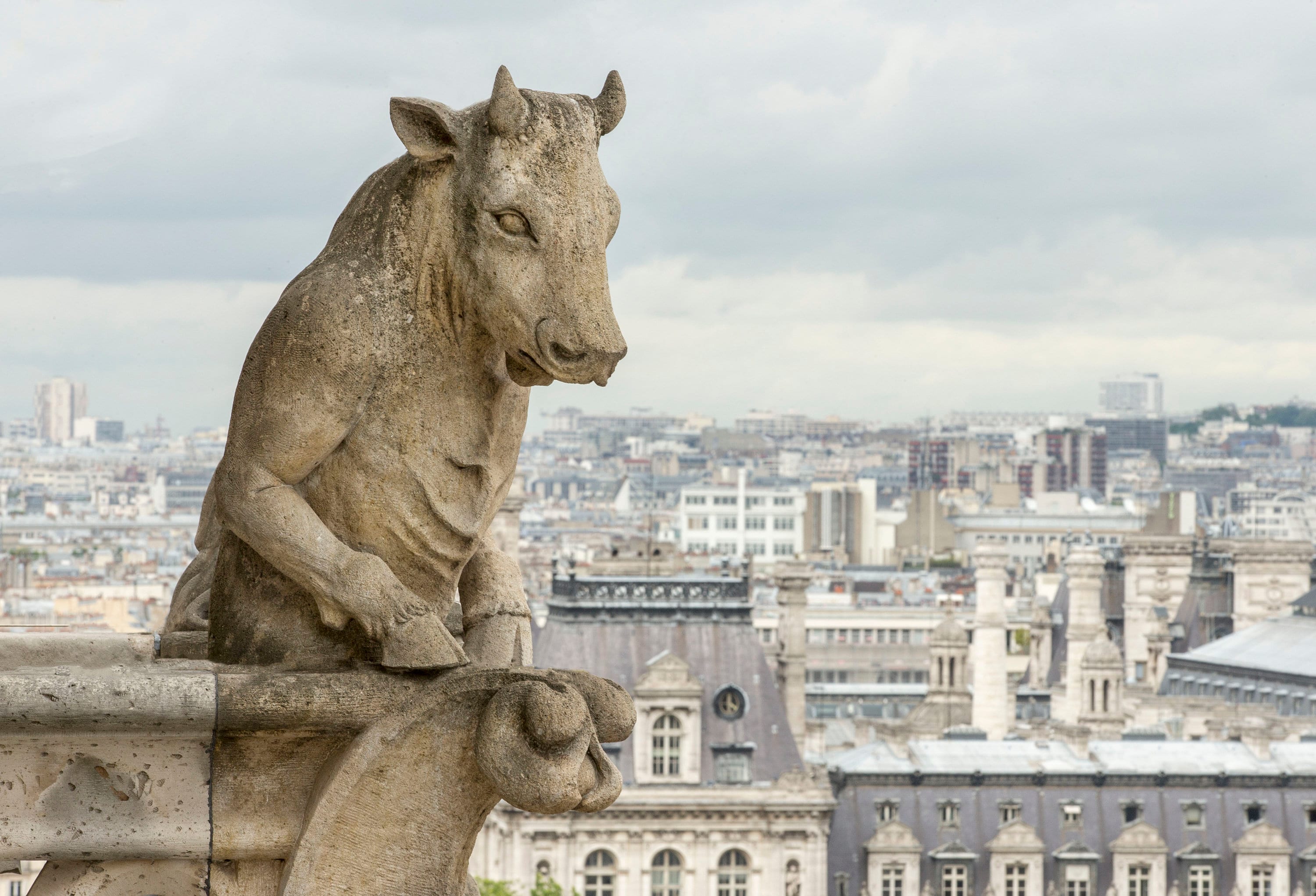 Notre Dame Cathedral Gargoyles