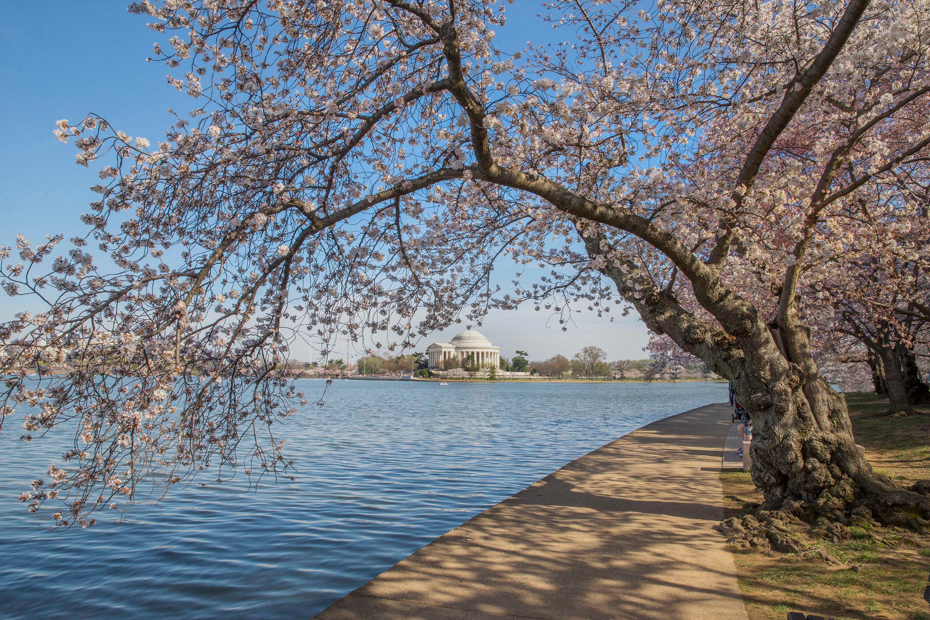 Tidal Basin
