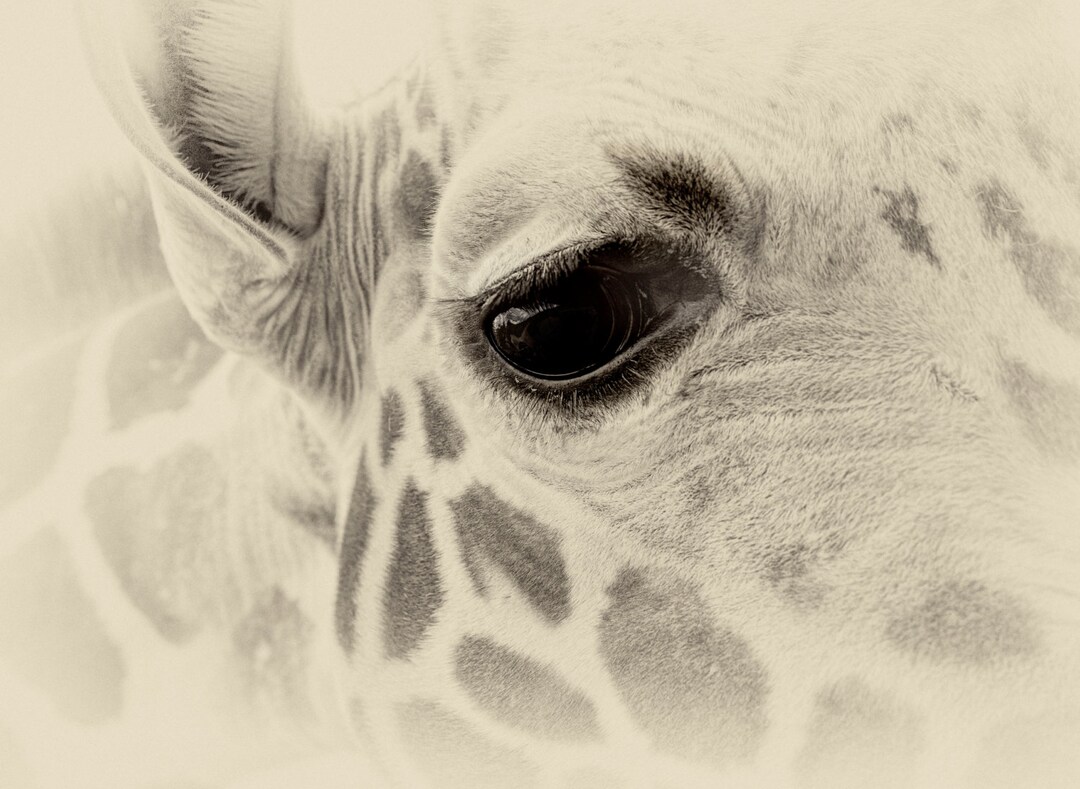 Giraffe Photo, Print, Wild Animal Photo, Giraffe Macro, Giraffe Eye ...