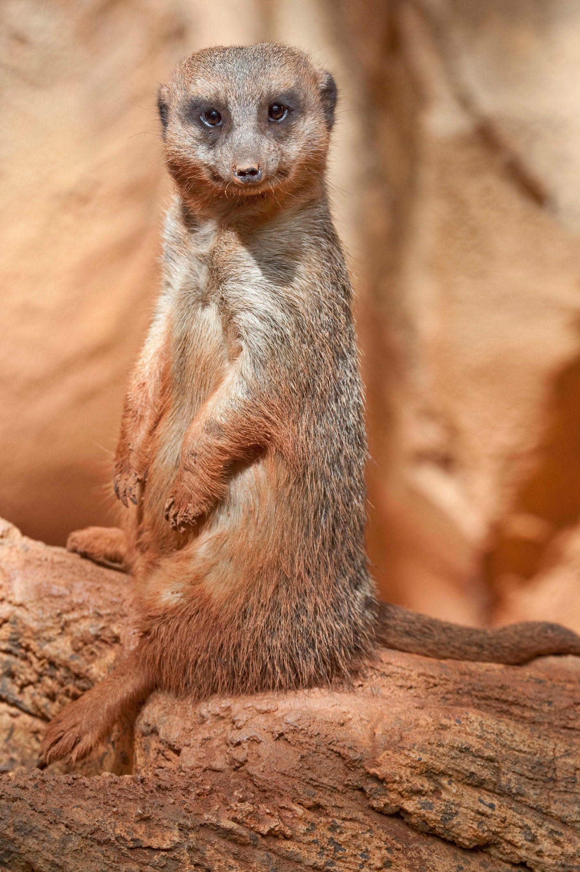 Color Photography Meerkat Portrait Fine Art Photography Animal Print ...