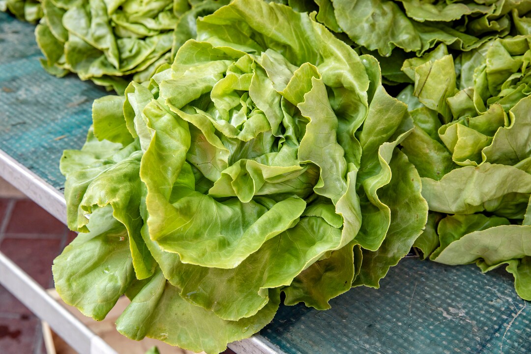 Lettuce Photograph, Food Photography, Kitchen Wall Art, Italy Wall Art ...