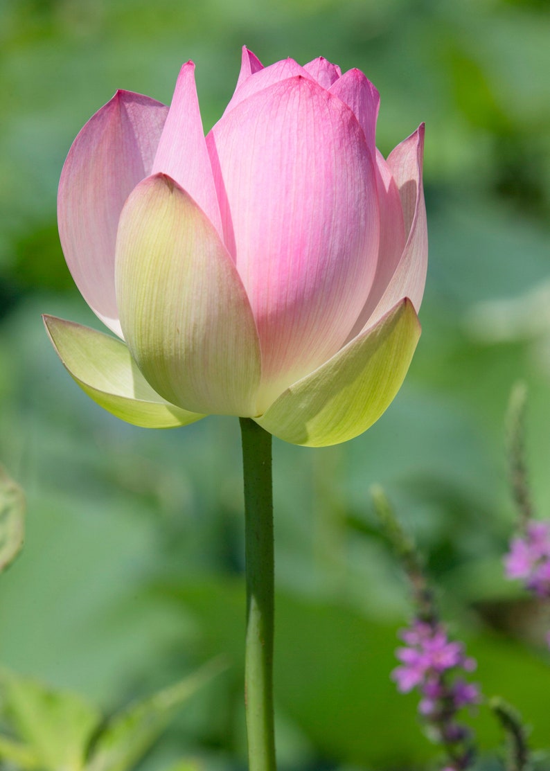 Lotus Lily Photo, Pink Flower, Aquatic Gardens, Summer Lotus, Fine Art ...