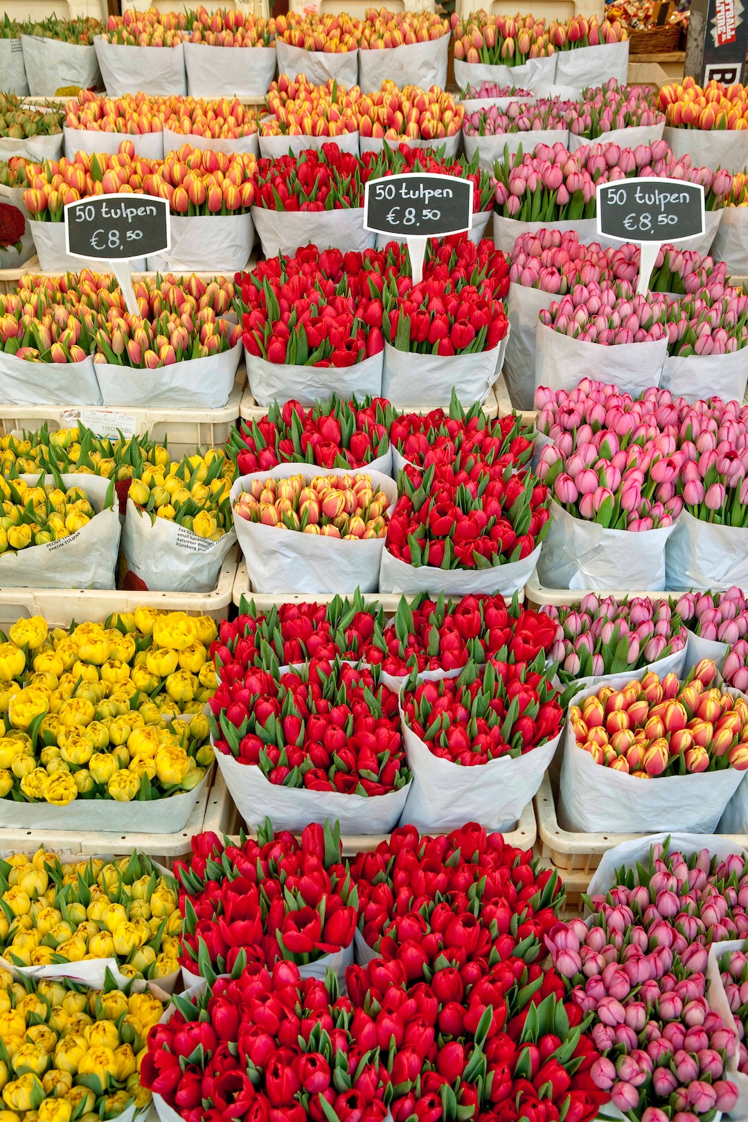 Amsterdam Photography, Tulips, Flower Market, Netherlands, Spring ...