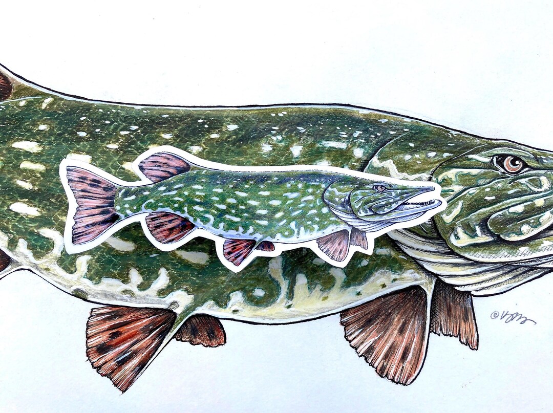 Northern Pike. Sticker, Decal, Fish, Vinyl, Water Resistant, Fish ...