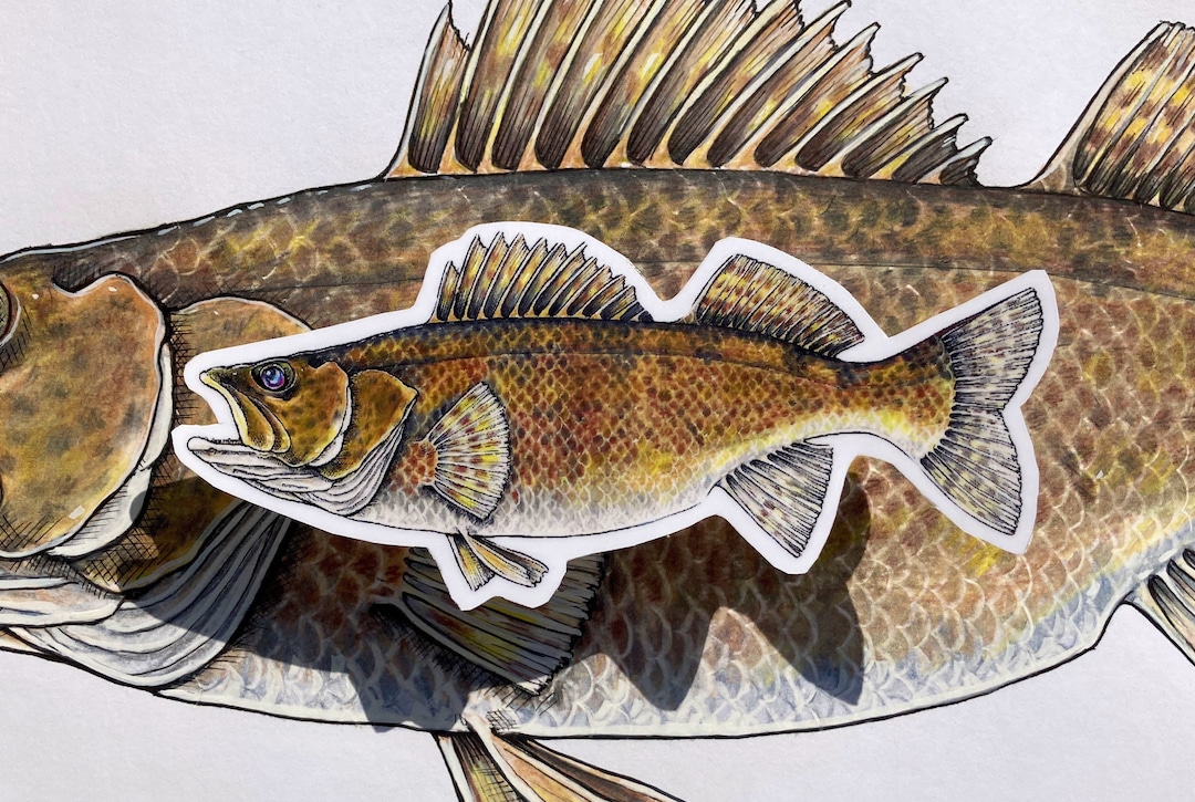 Sticker, Decal, Fish, Walleye, Freshwater, Fishing, Vinyl, Kirk Timmons ...