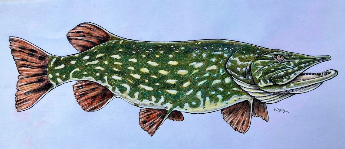 Sticker, Decal, Fish, Pike, Northern, Vinyl, Water Resistant, Fish ...