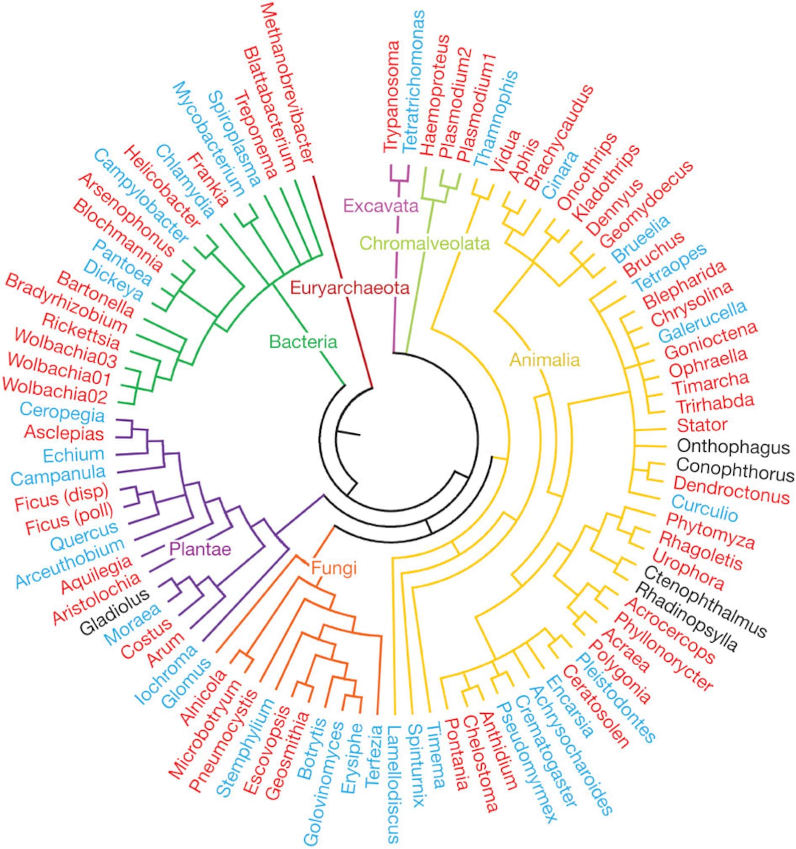 Phylogenetic Tree Circle Charm for Key Chain or Necklace - Circle of ...
