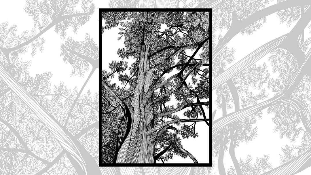 Redwood Tree Print: Hand-drawn Black and White A4 Artwork - Etsy