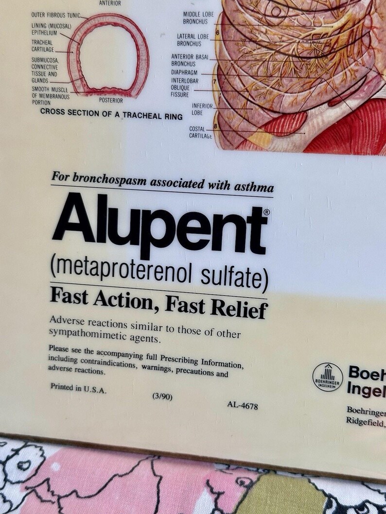 Alupent Drug Rep Advertisement the Respiratory System Chart Clipboard ...