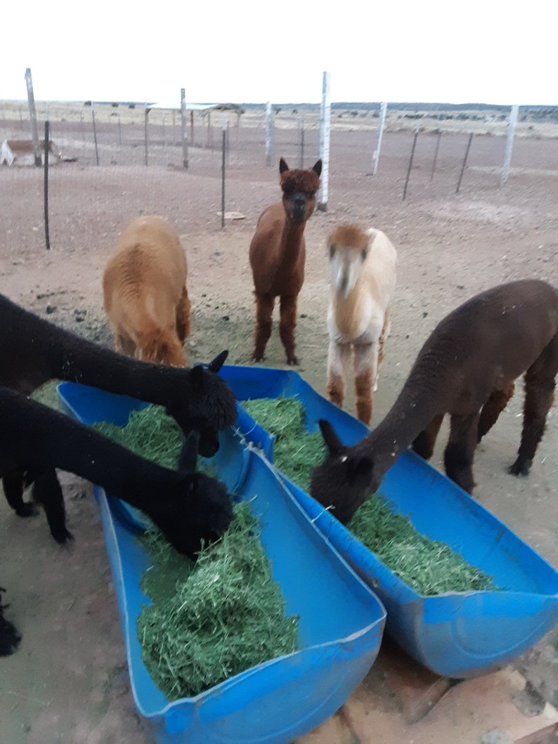 Alpaca Fleece, Full Sheared Blanket, Raw Fiber, Not Washed, Straight ...