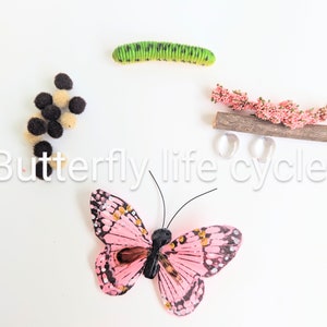 Butterfly Life Cycle Sensory Box Loose Parts Play Tinker Tray ...