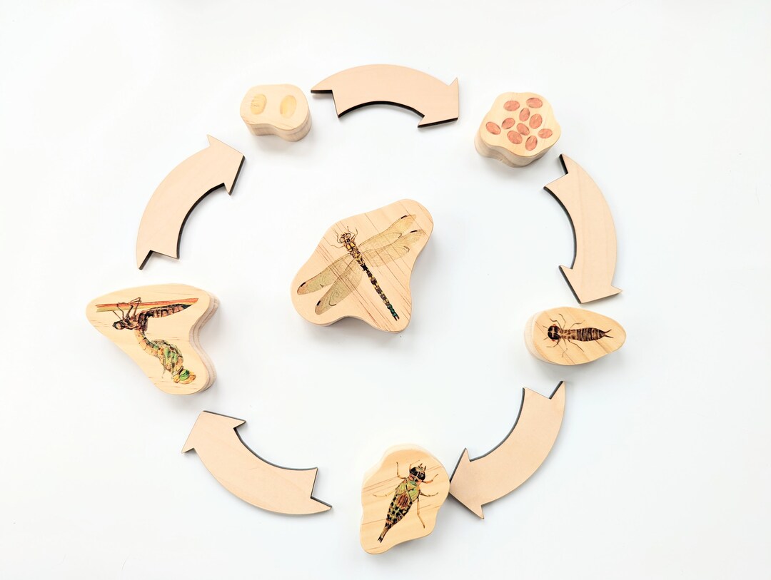 Dragonfly Life Cycle Wooden Blocks Montessori Loose Parts Homeschool ...