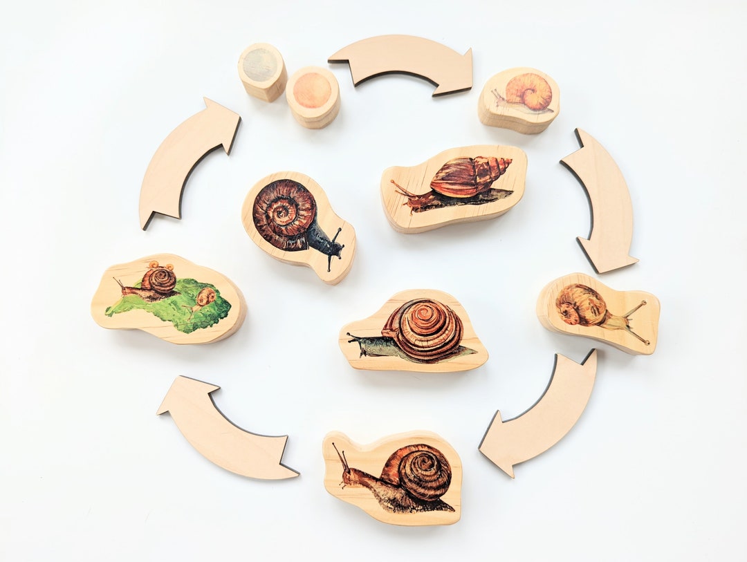Snail Life Cycle Wooden Blocks Montessori Loose Parts Homeschool STEM ...