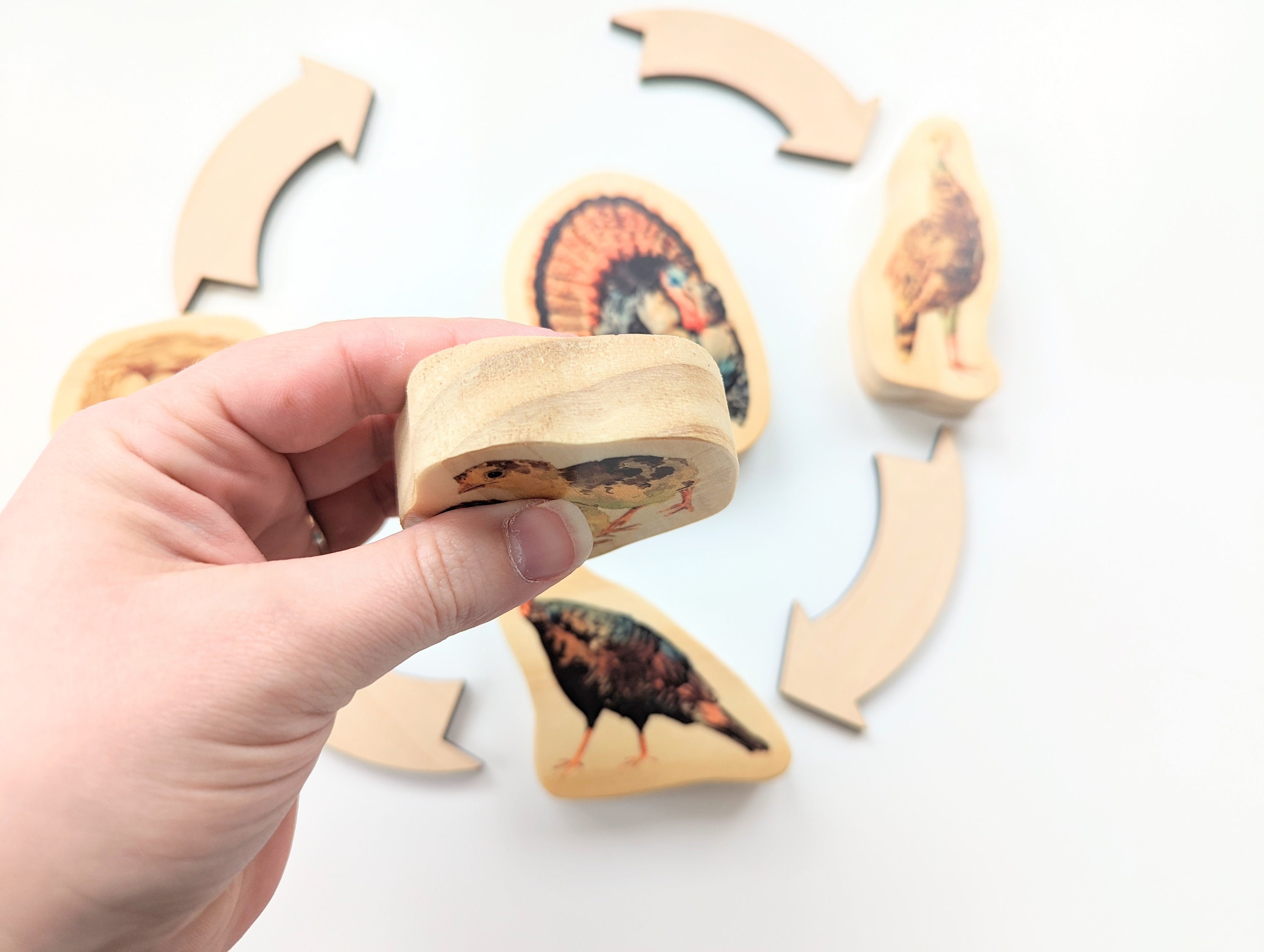 Turkey Life Cycle Wooden Blocks Montessori Loose Parts Homeschool STEM ...