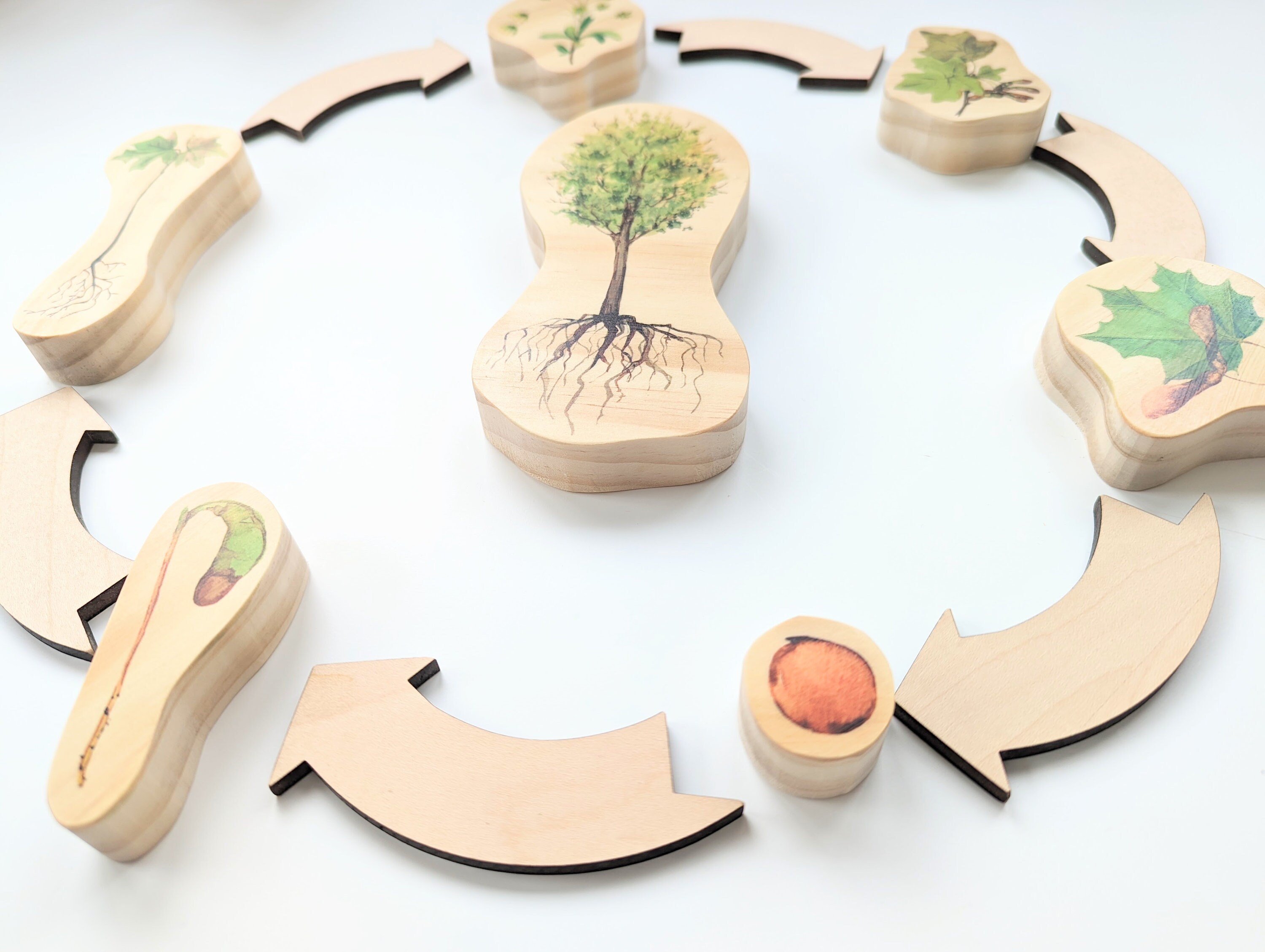 Maple Tree Life Cycle Wooden Blocks Montessori Loose Parts - Etsy
