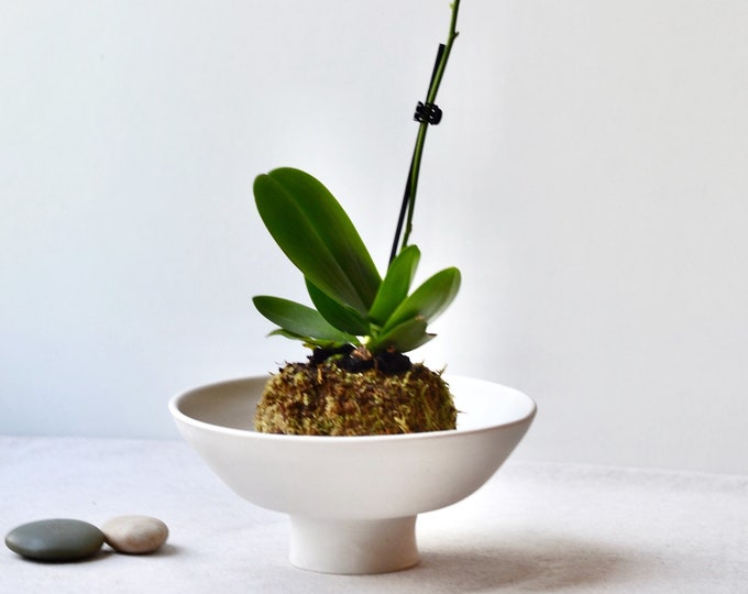 Kokedama Planter Japanese, White Planter With Kokedama Ball, Black Rim ...