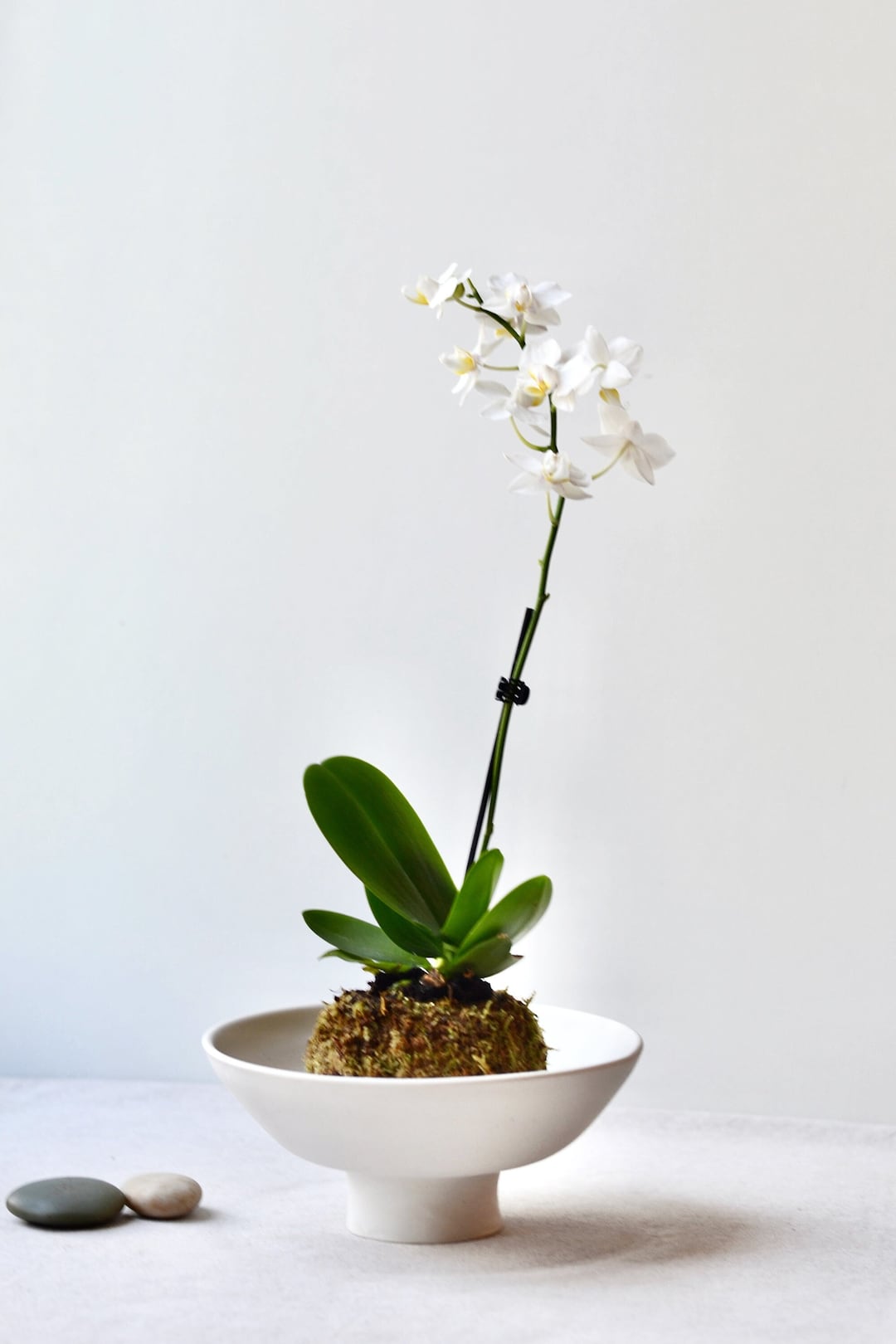 Kokedama Planter Japanese, White Planter With Kokedama Ball, Black Rim ...