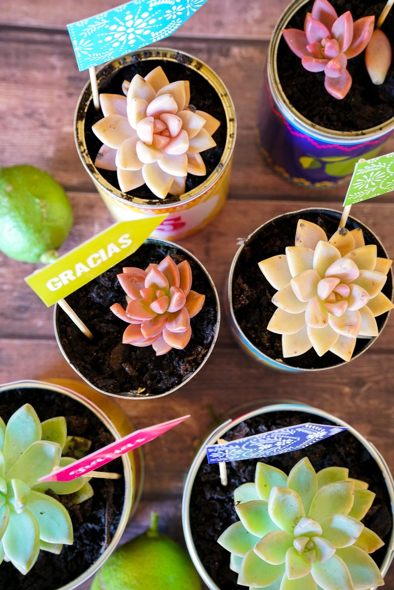 Mexican Fiesta Tin Can Wrappers Mexican Fiesta Party Favor | Etsy