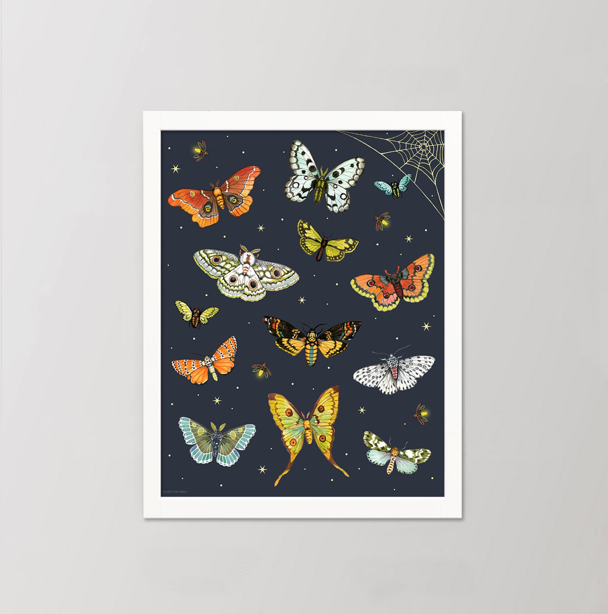 Moth Print Moth Art Moth Poster Insect Art Lepidopterist. | Etsy