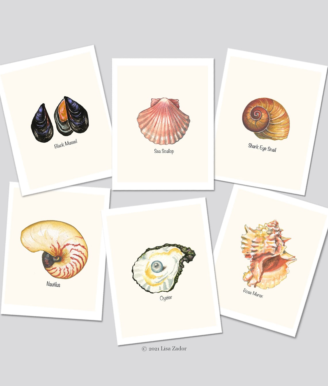 Seashell Cards Set of 6 Sea Shell Notecards Shell Art Cards | Etsy