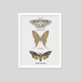 Moth Chart Print Moth Art Moth Poster Insect Art - Etsy UK