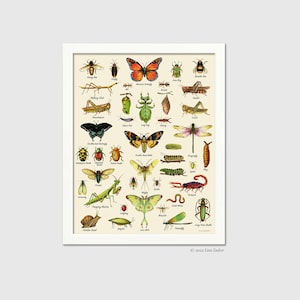 Insect Chart Print From Original Artwork With Types of Different Insect ...