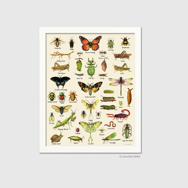 Insect Chart - Etsy