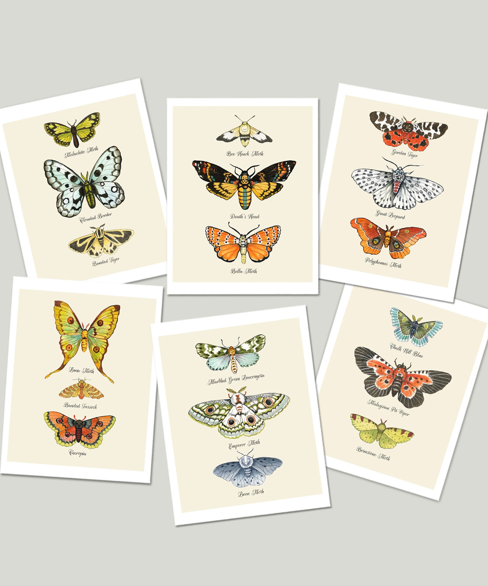 Moth Chart Print Moth Art Moth Poster Insect Art - Etsy UK