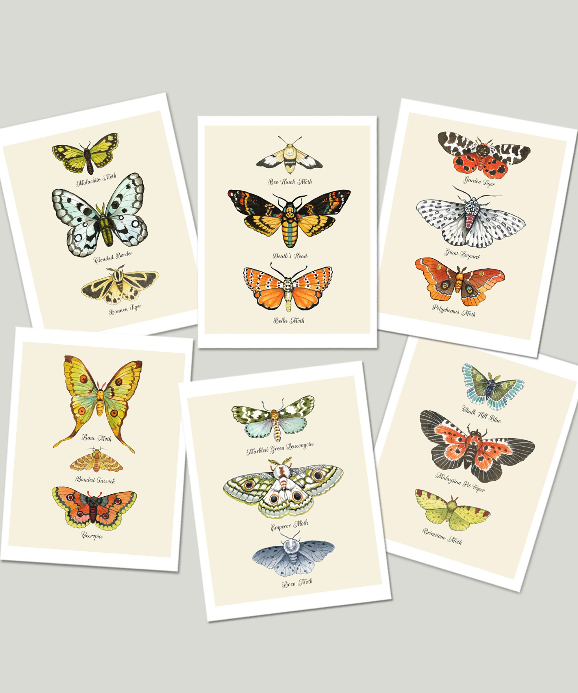 Moth Chart Print Moth Art Moth Poster Insect Art - Etsy UK