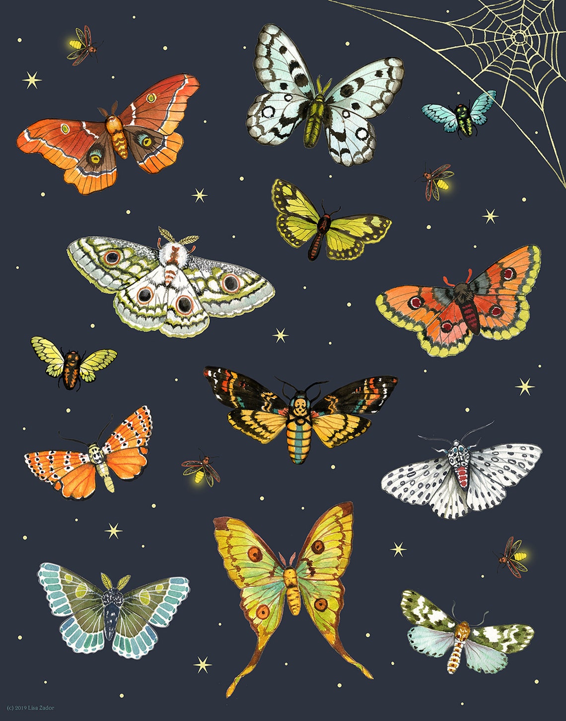 Moth and Firefly Cards, Moth Notecards, Insect Card Set, Night ...