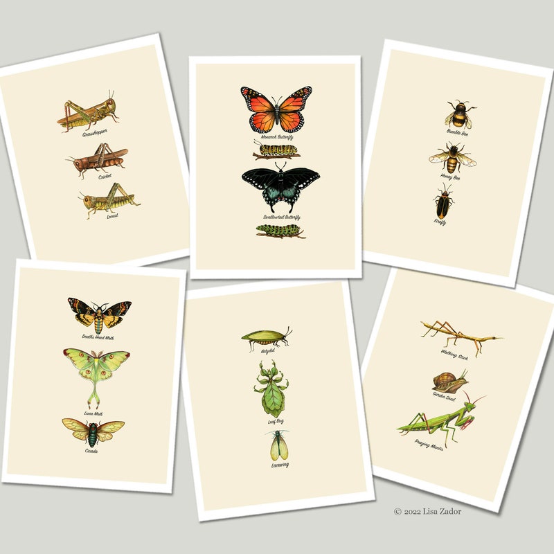 Insect Chart - Etsy