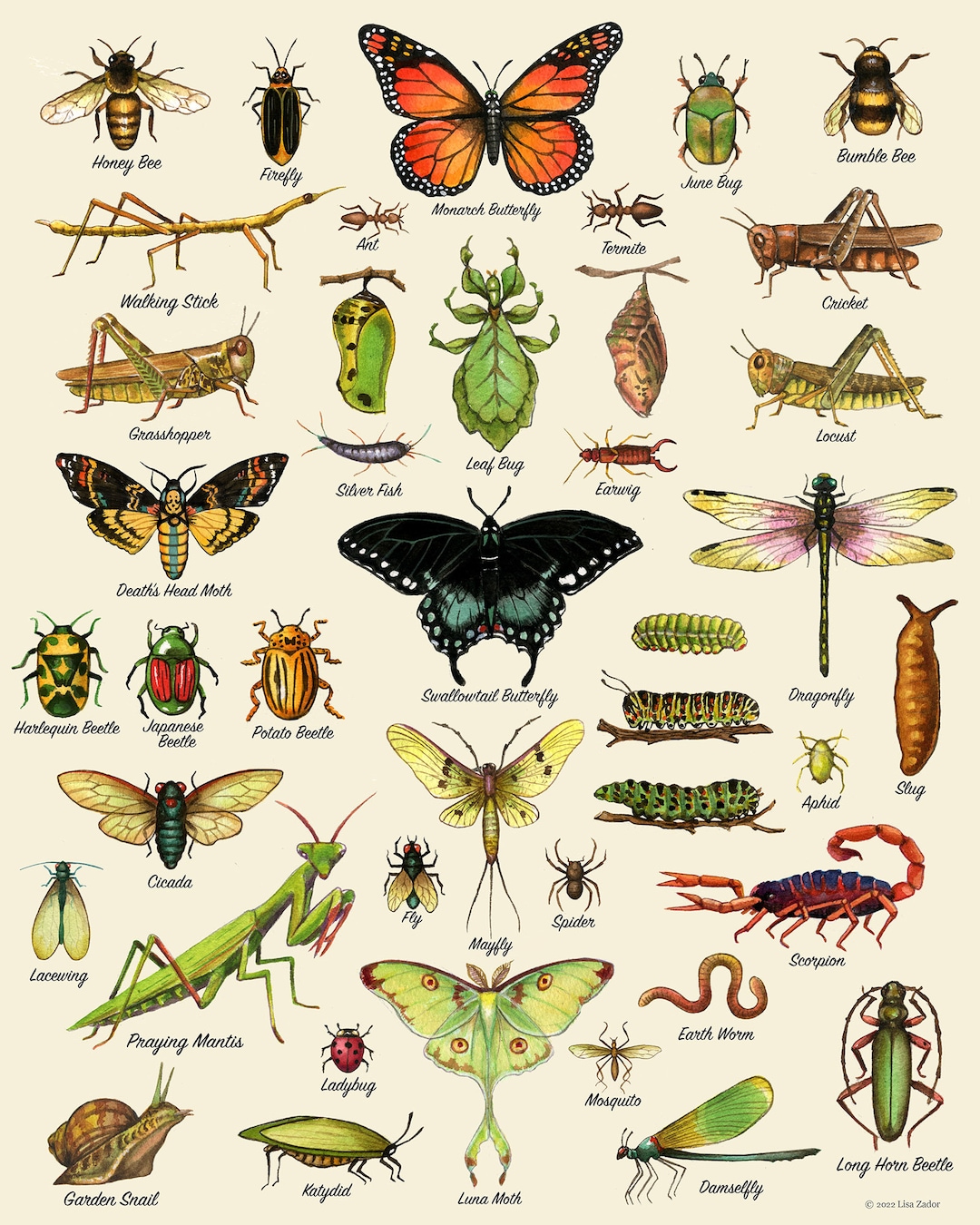 Insect Chart Print, Insect Art, Insect Poster, Nature Print, Entomology ...