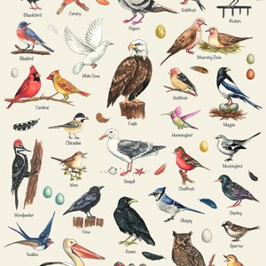 Bird Cards Set of 6 Notecards Nature Cards Bird Chart - Etsy