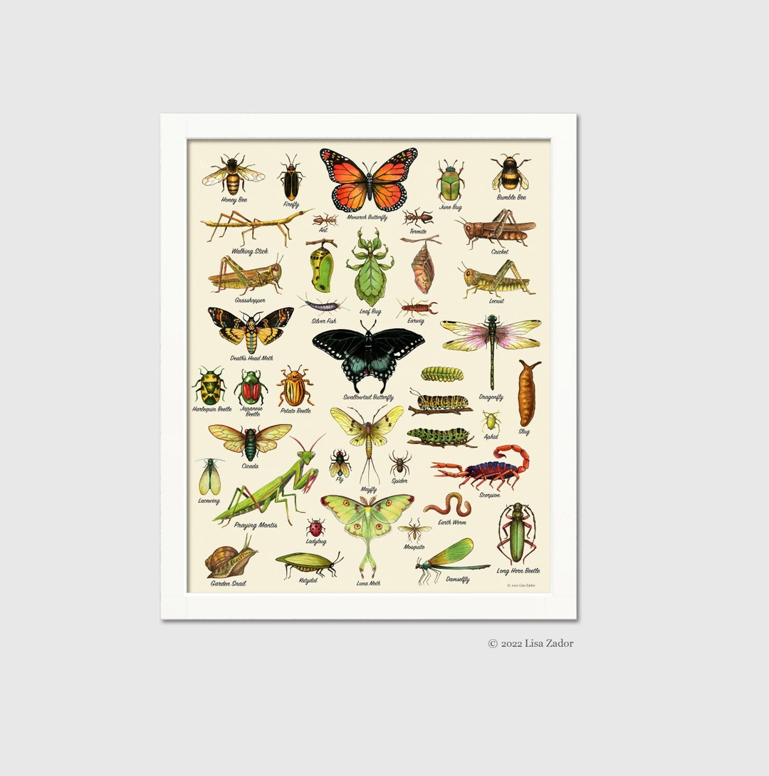 Insect Chart Print From Original Artwork With Types of Different Insect ...