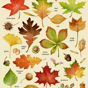 Moth Chart Print Moth Art Moth Poster Insect Art - Etsy UK