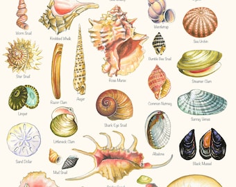 Seashell Print - Etsy