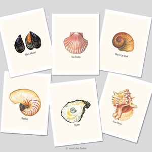 Insect Chart Cards From Original Artwork - Naturalist Card Set With ...