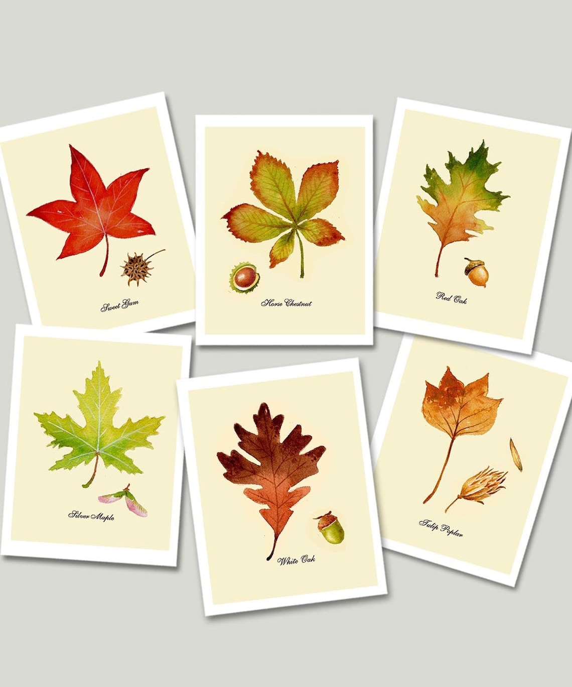 Herfstbladeren Print Bladvariëteiten Soorten Bladeren | Etsy
