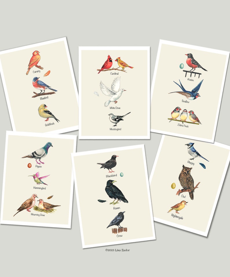 Bird Cards Set of 6 Notecards Nature Cards Bird Chart - Etsy